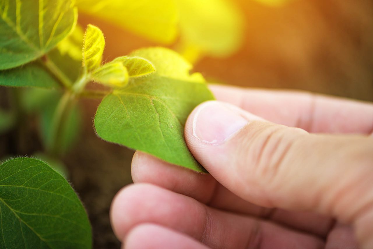 Solutions for the Global Seed Industry | Seed World Group